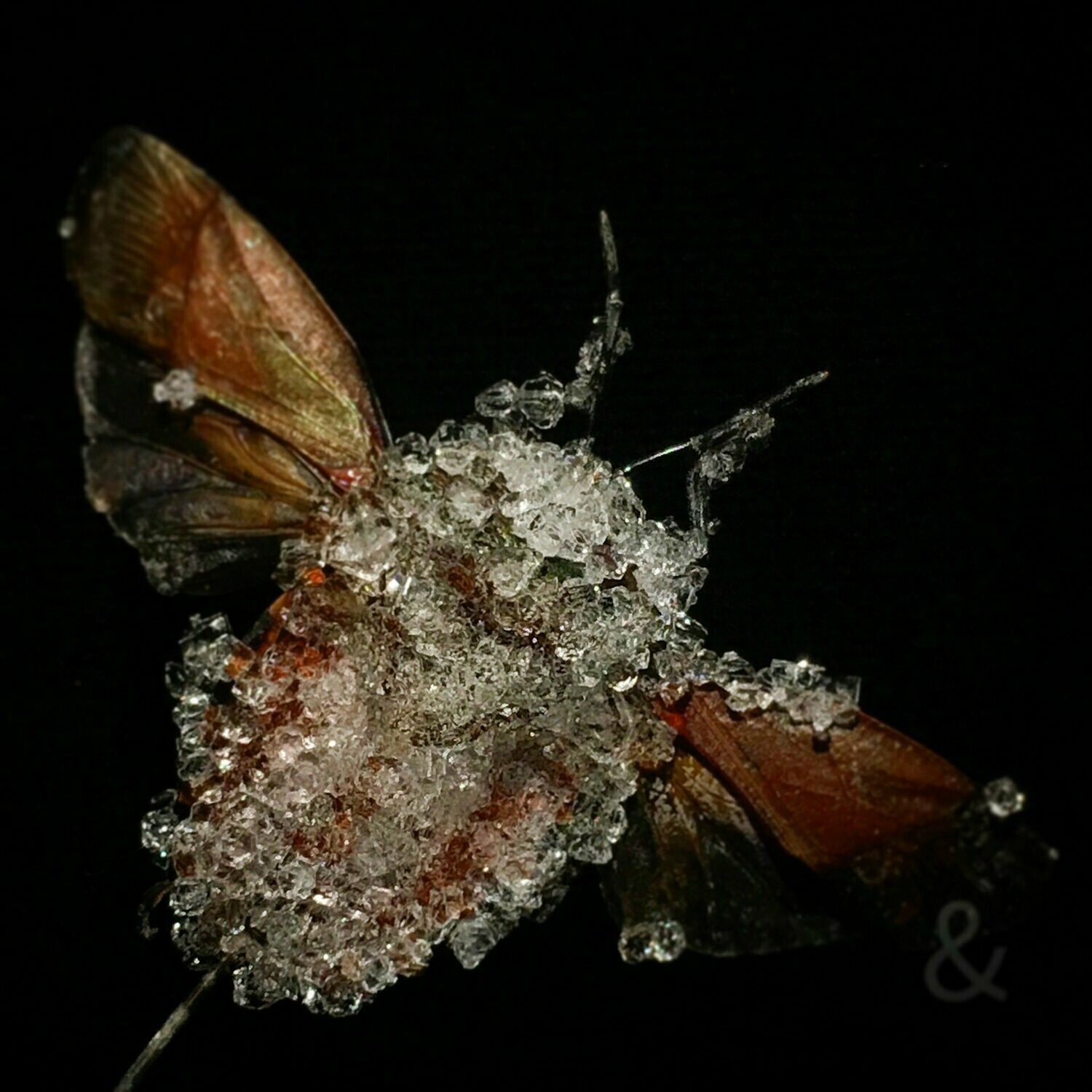 True Bug & Clear Crystals