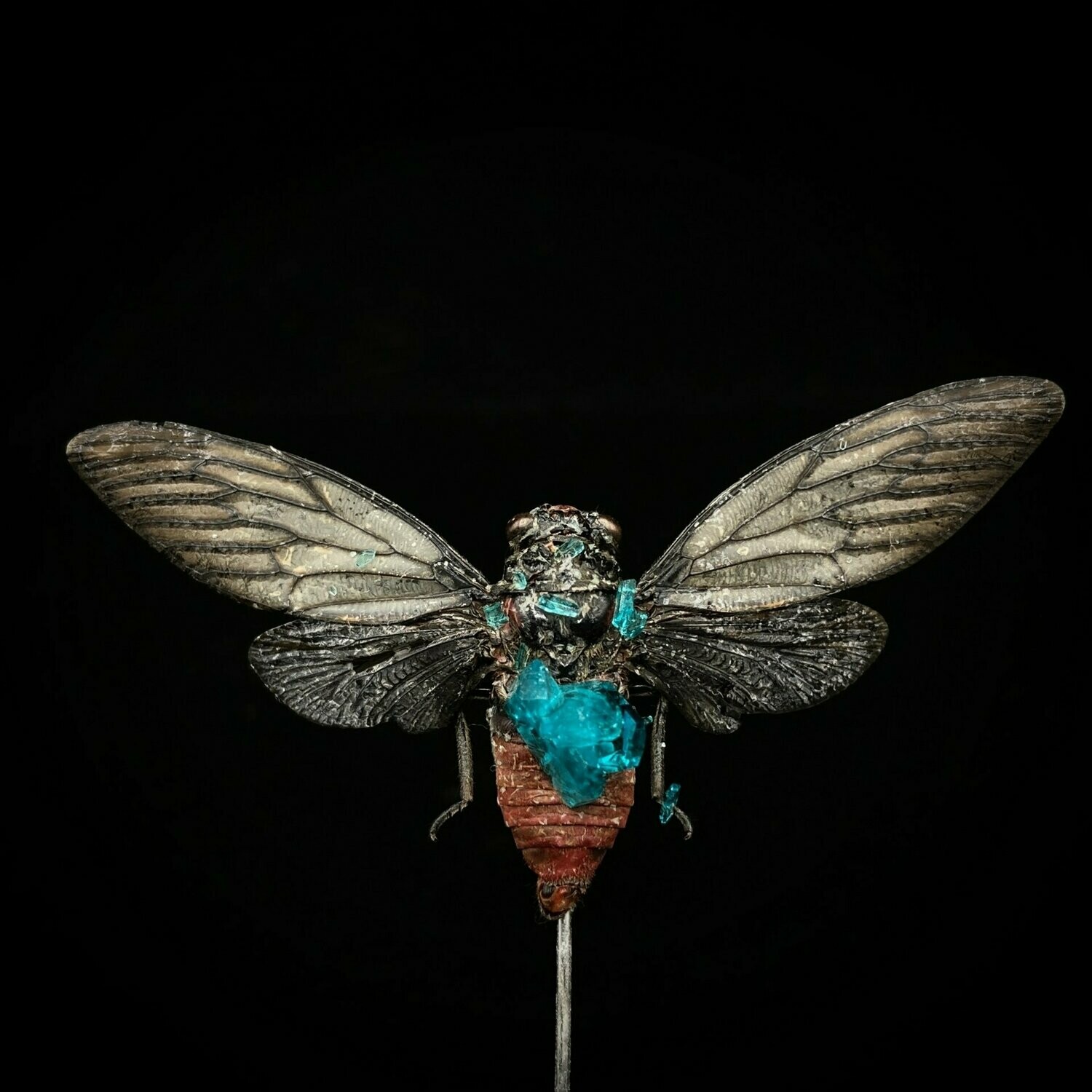 Red Devil Cicada & Teal Crystals