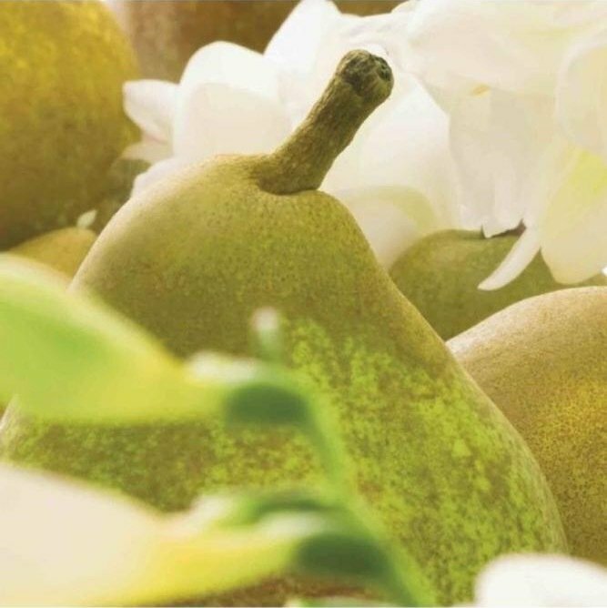 English Pear & Freesia