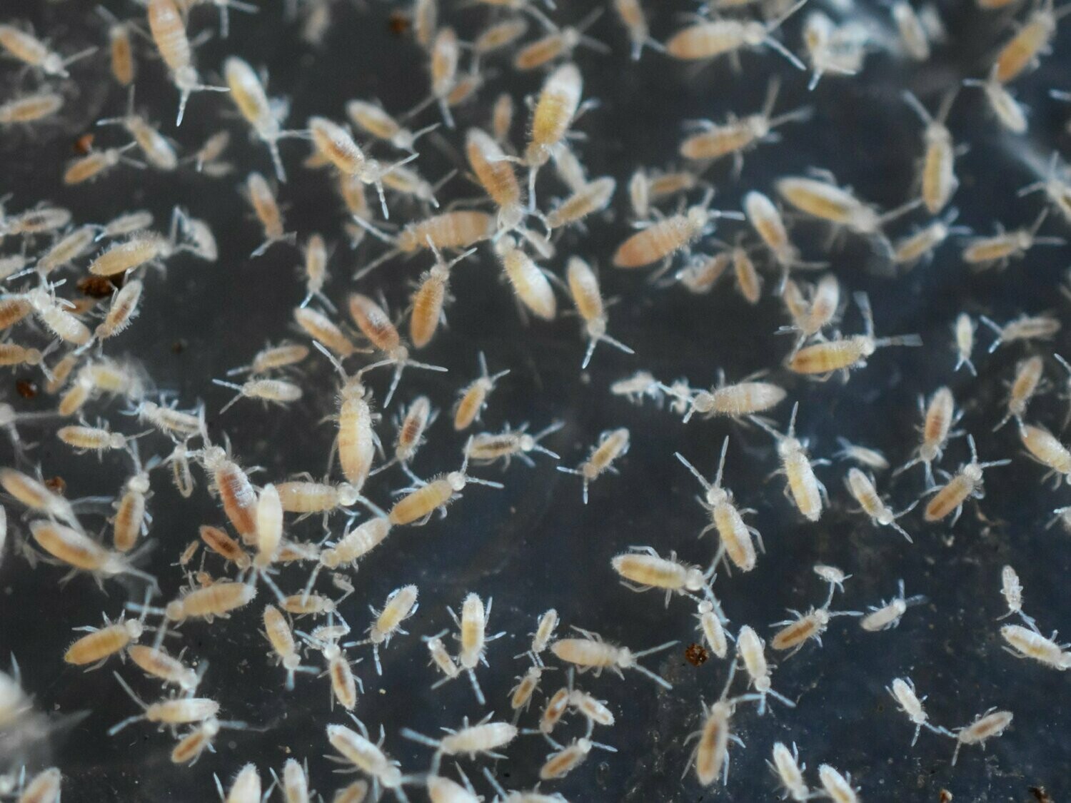 Tropical White Springtail Starter culture