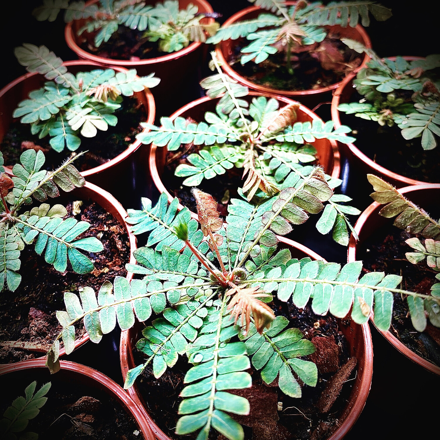 Little Tree Plant (biophytum sensitivum)