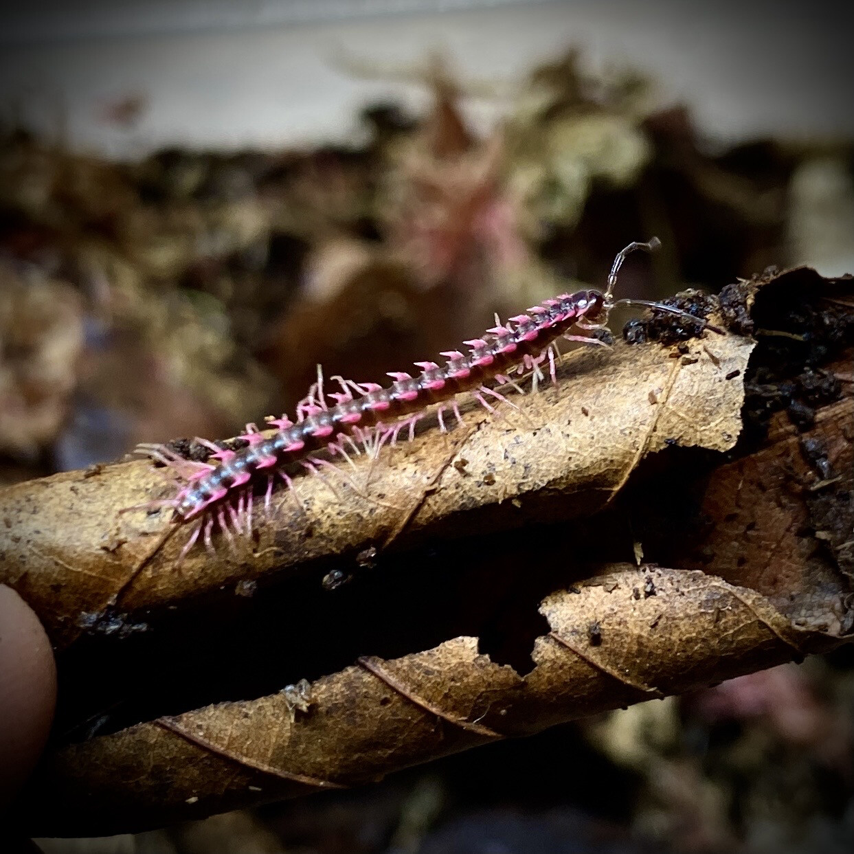 Pink Dragon Millipede (Desmoxytes planata) CB