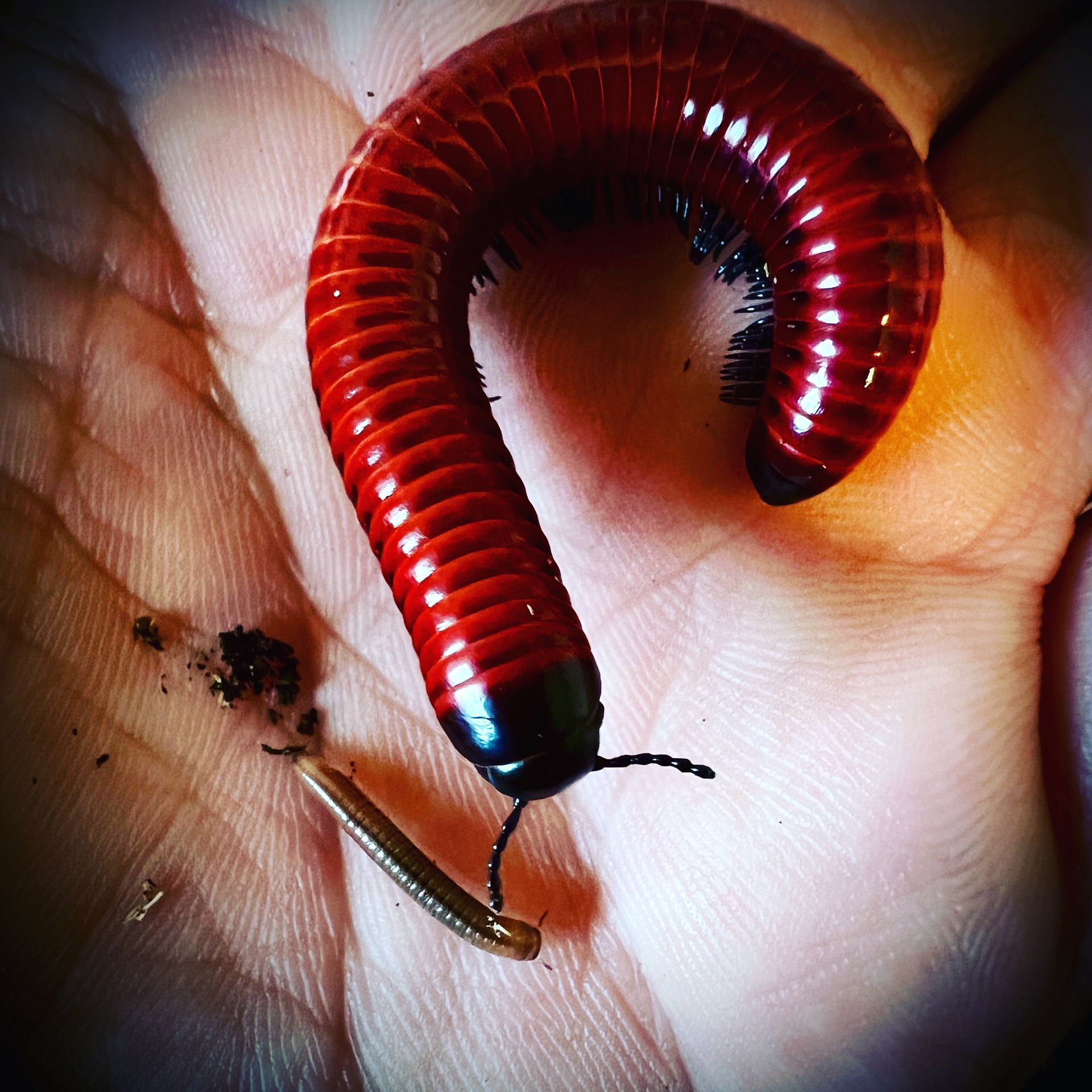 Millipedes