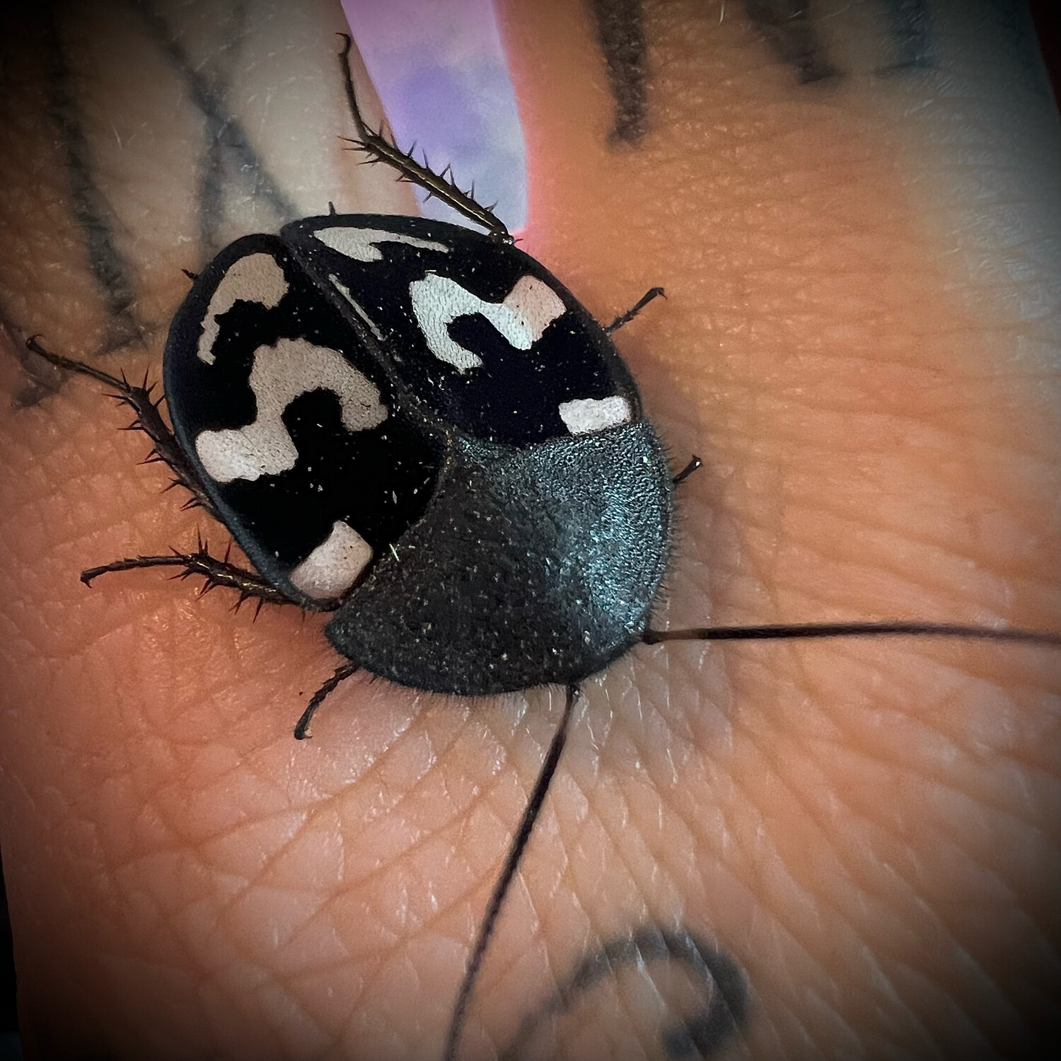 Question Mark Cockroach