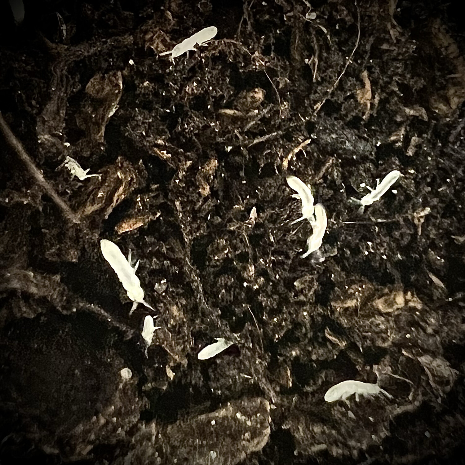 Tropical White Springtail Starter culture