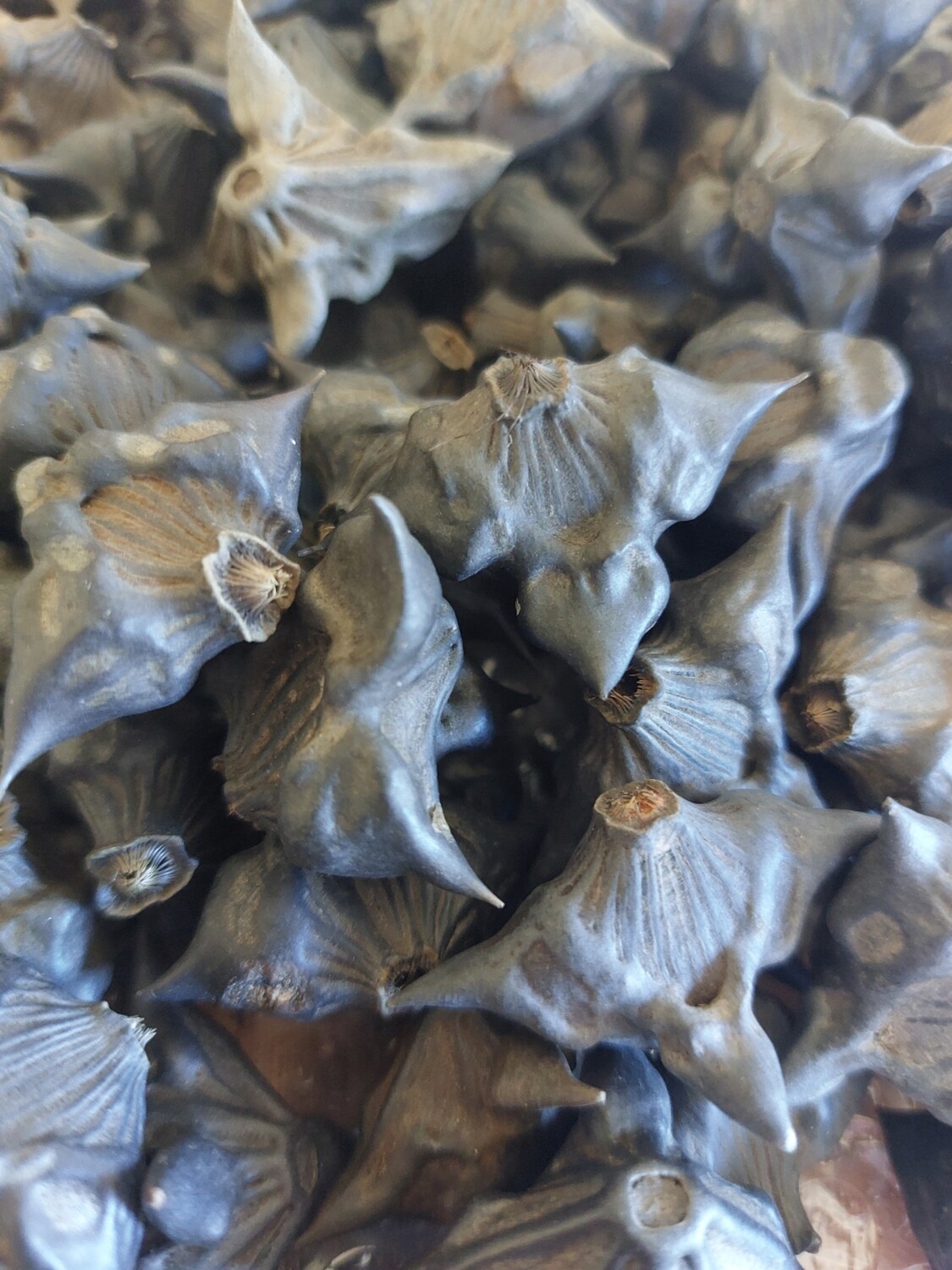 Devil's Pods - Ward Off Evil, Amulets, Protection