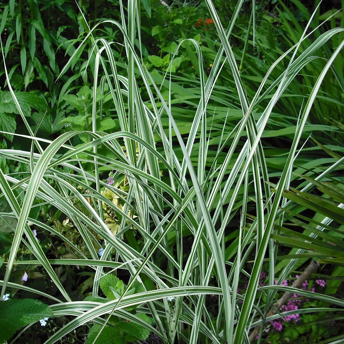 Miscanthus sinensis 'Variegatus'