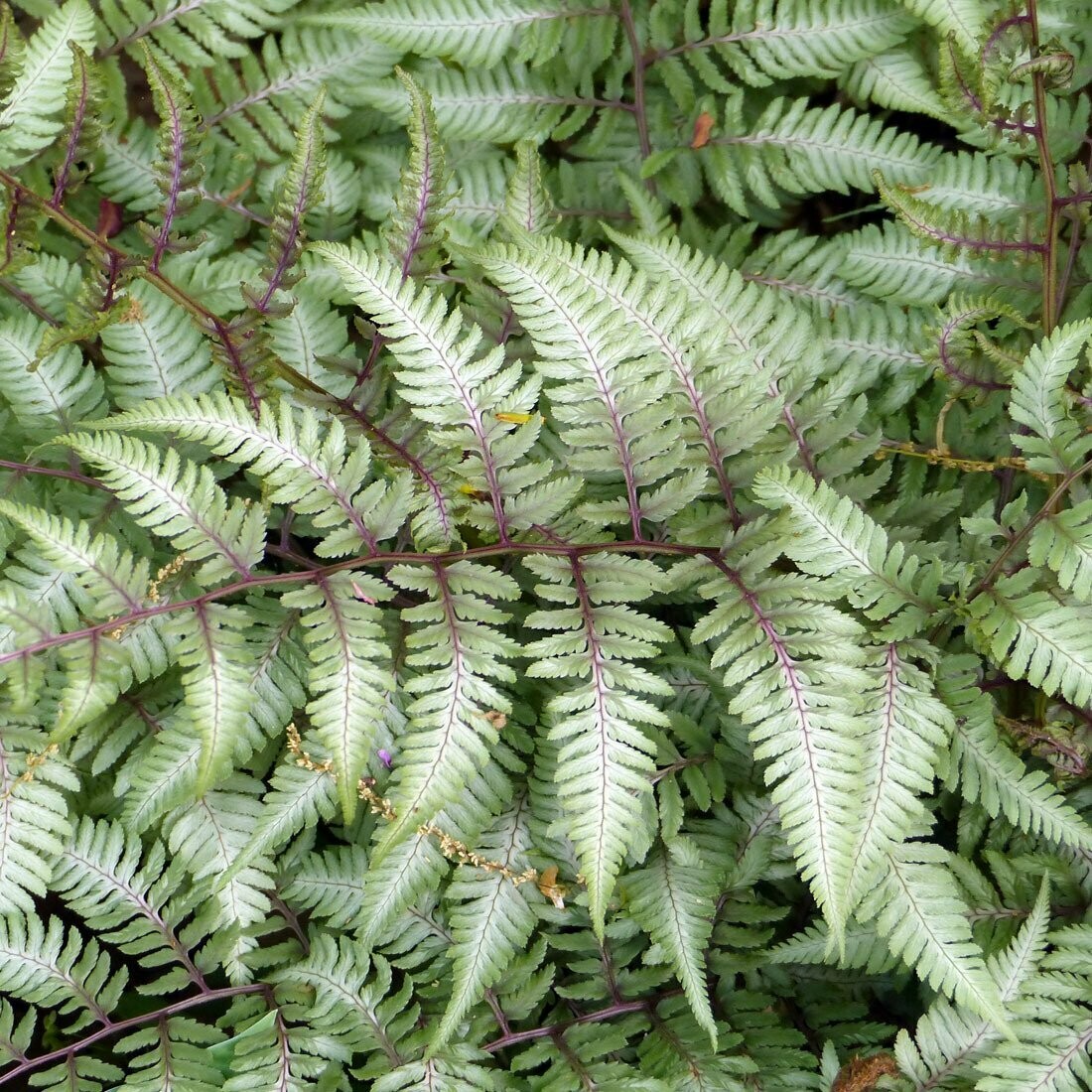 Athyrium niponicum var. pictum 'Red Beauty'