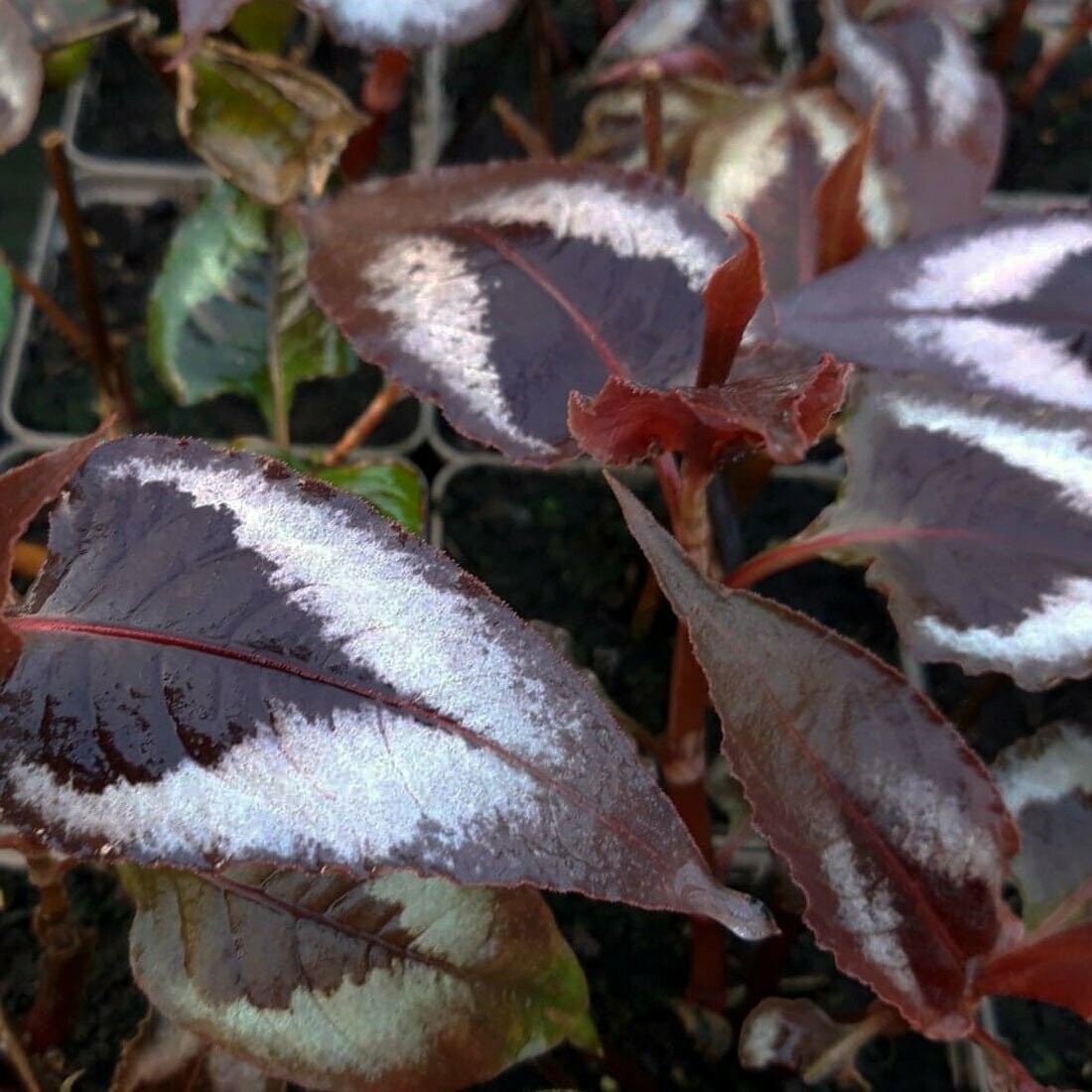 Persicaria microcephala 'Red Dragon'