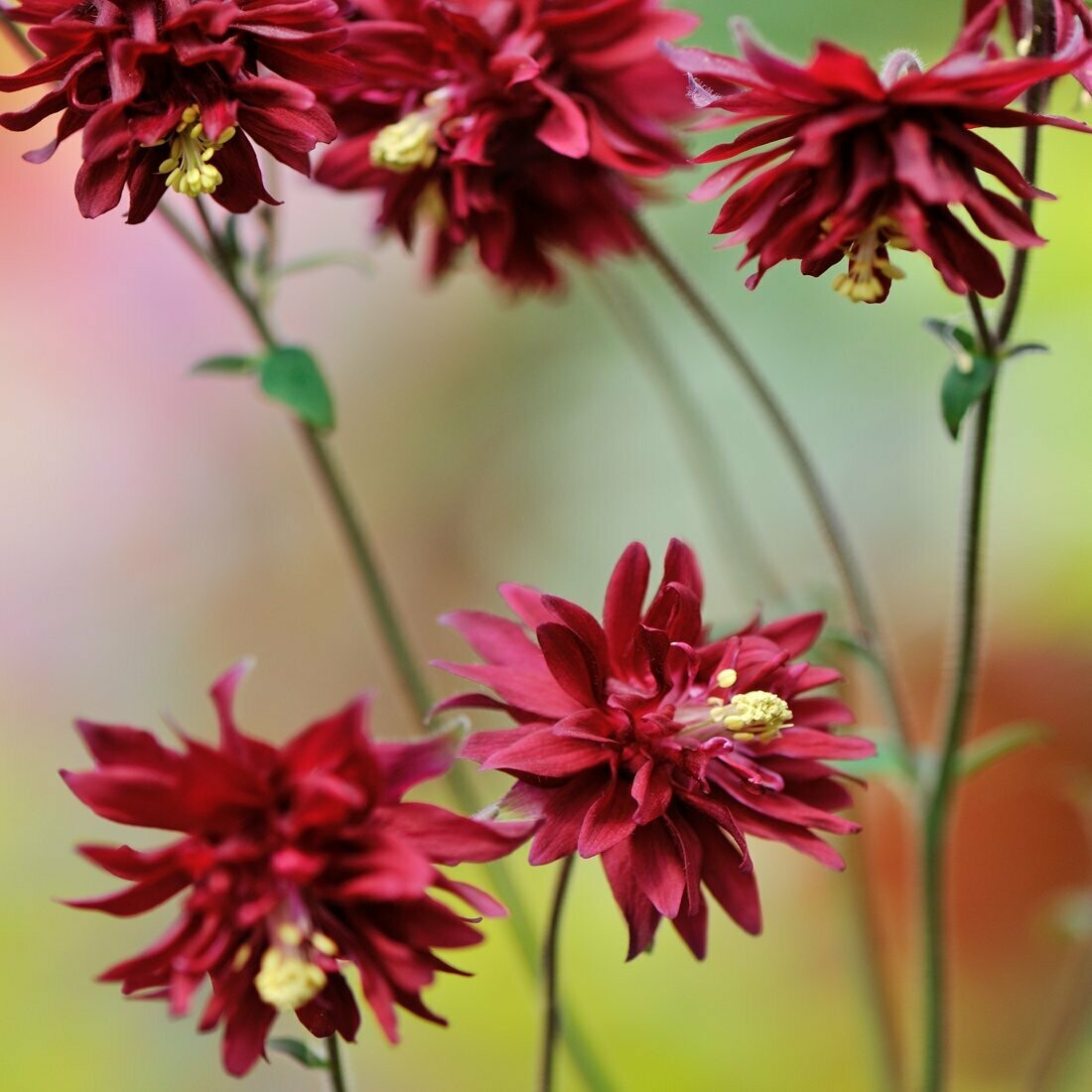 Aquilegia vulgaris 'Ruby Port'
