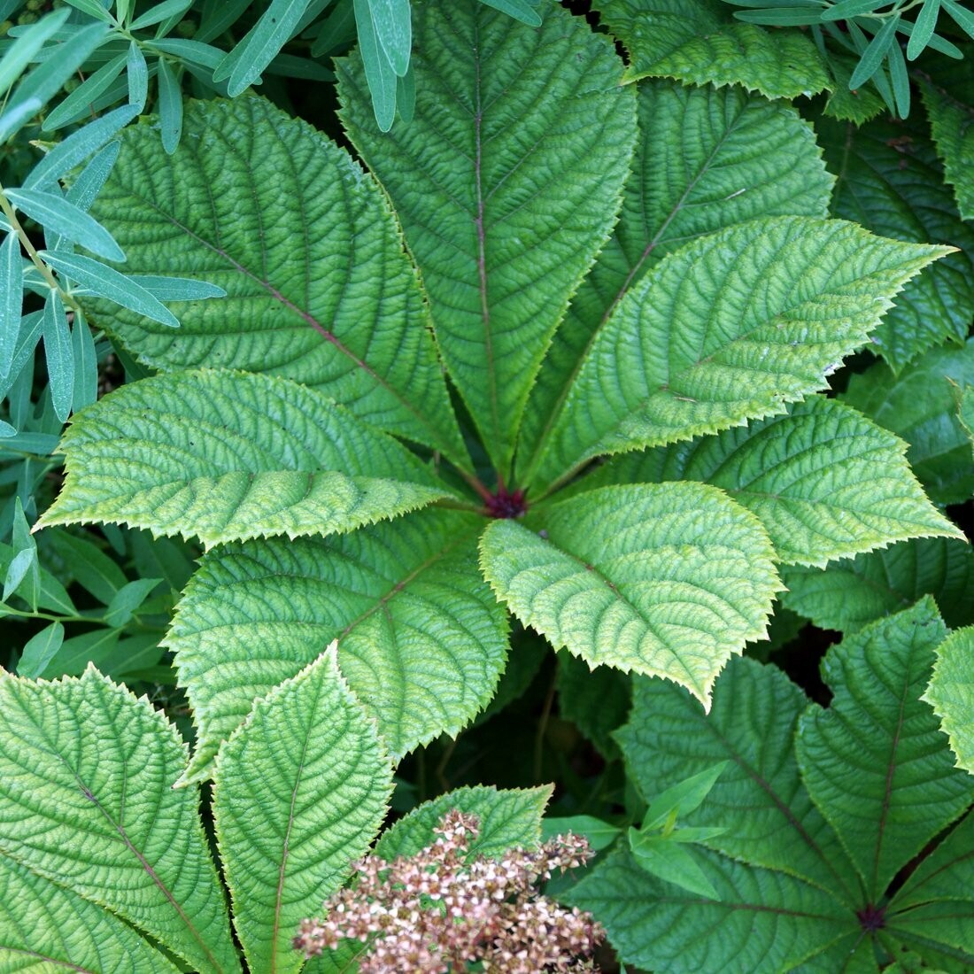 Rodgersia aesculifolia