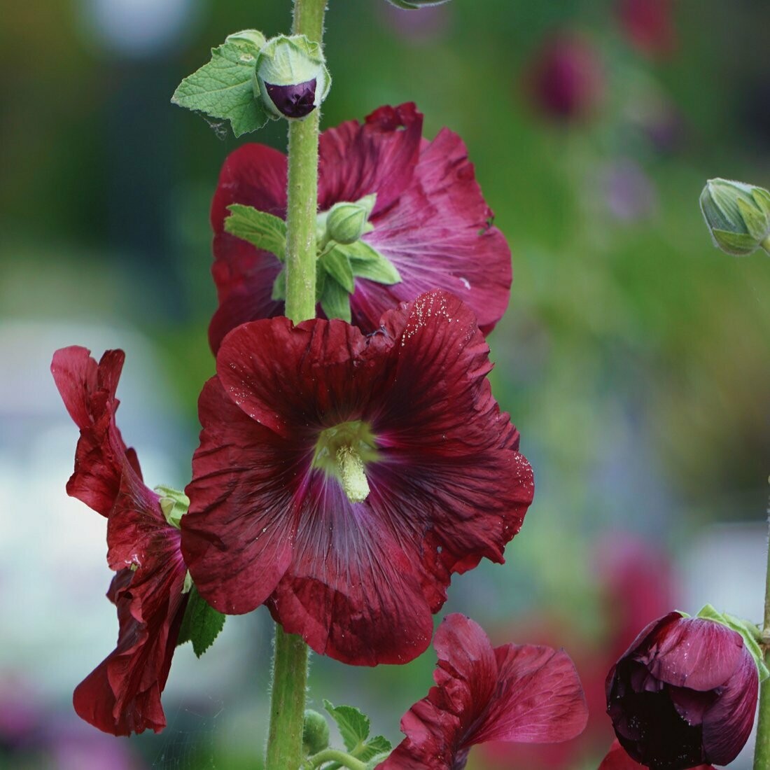 Alcea rosea (hollycock)