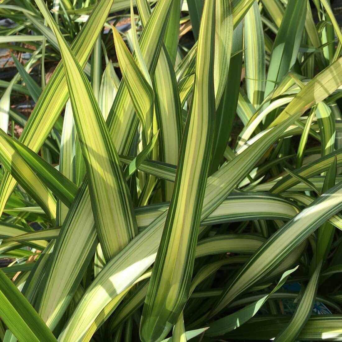 Phormium tenax 'Yellow Wave'