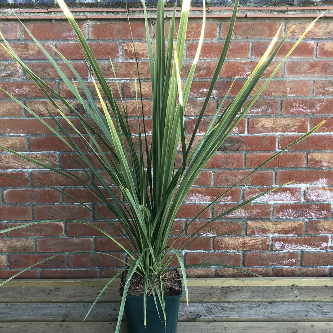 Cordyline Indivisa