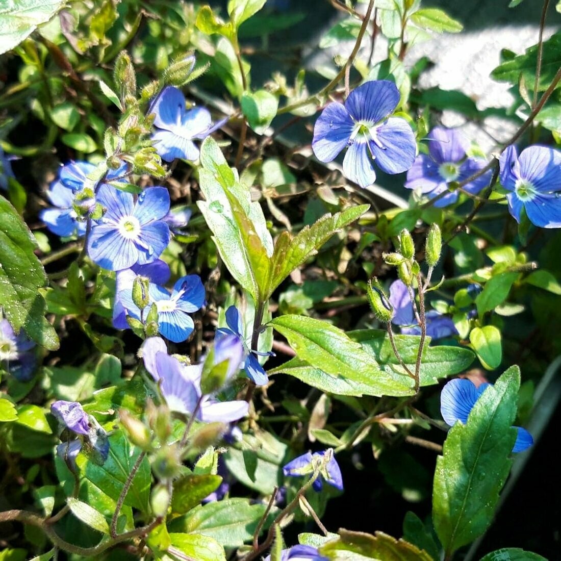 Veronica 'Georgia Blue'