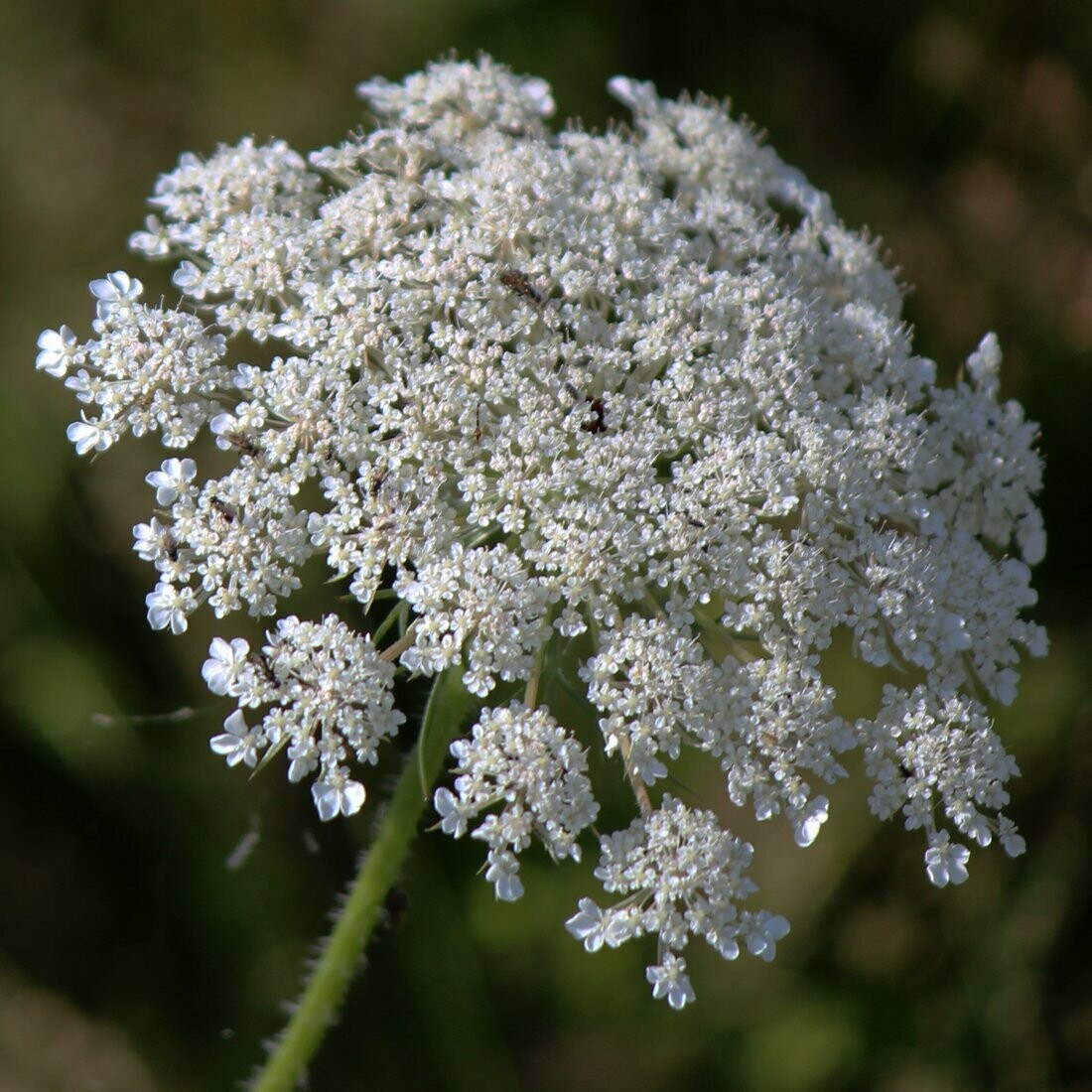 Ami majus 'Graceland'