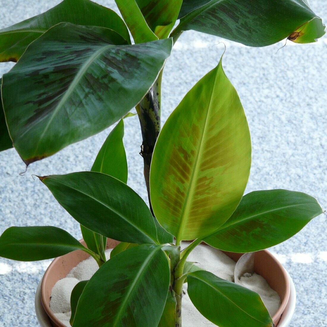 Musa 'Dwarf cavendish'