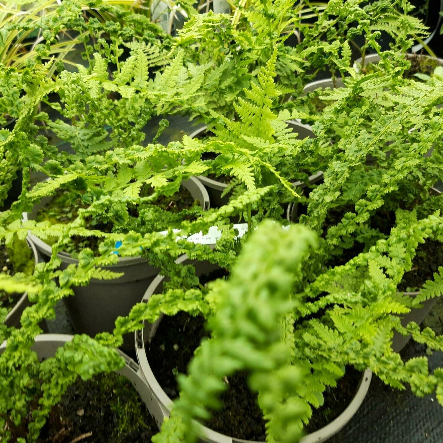 Athyrium Felix -femina 'Frizelliae'