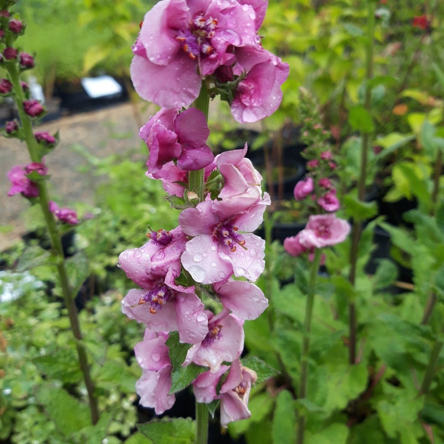 Verbascum 'Pink Domino'