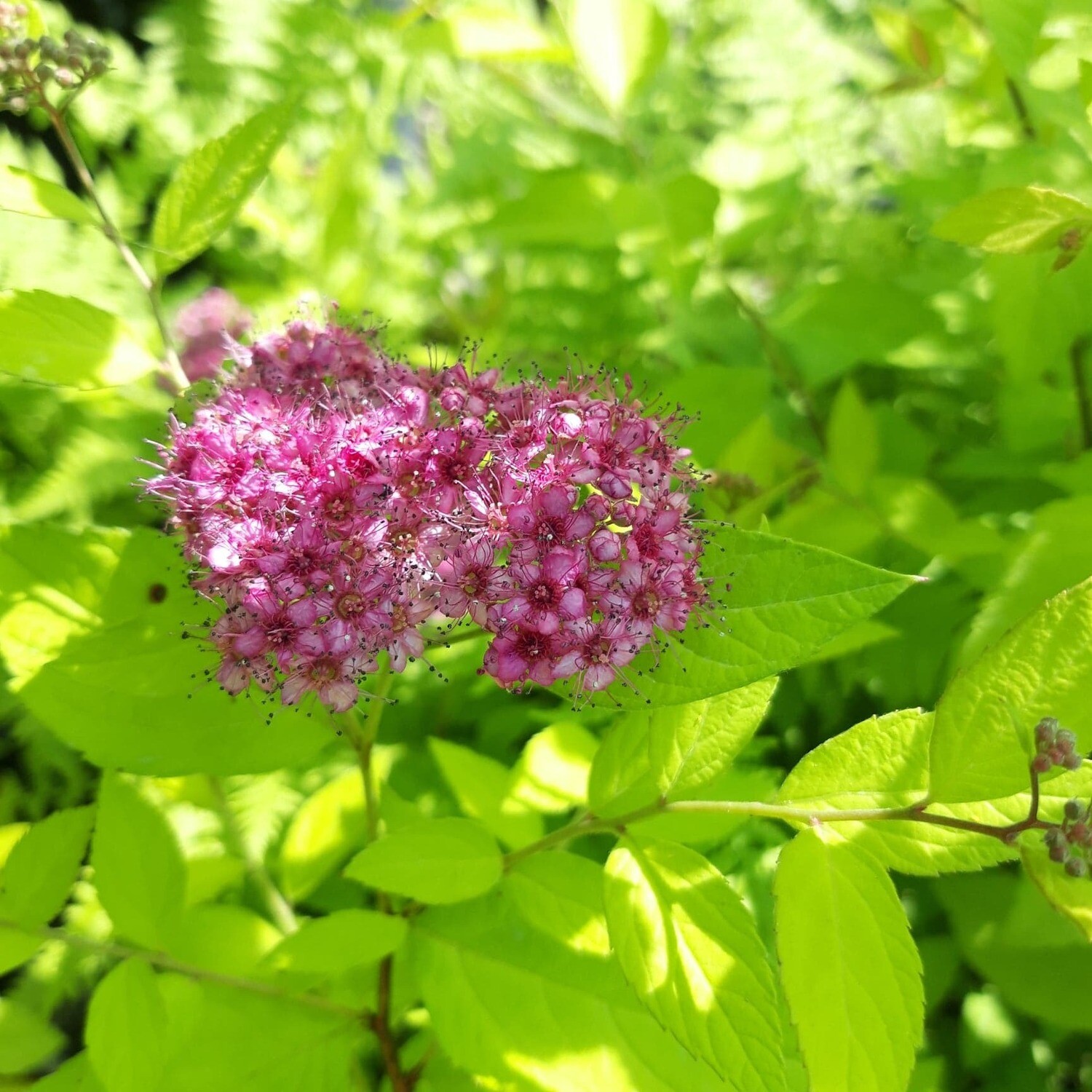 Spirea 'Golden Princess'
