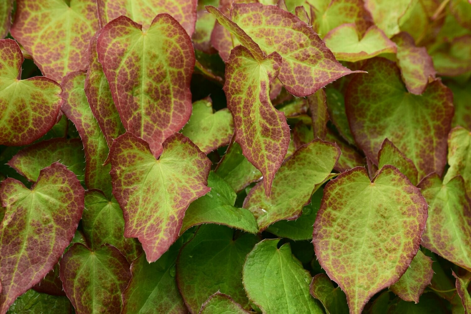 Epimedium 'rubrum'