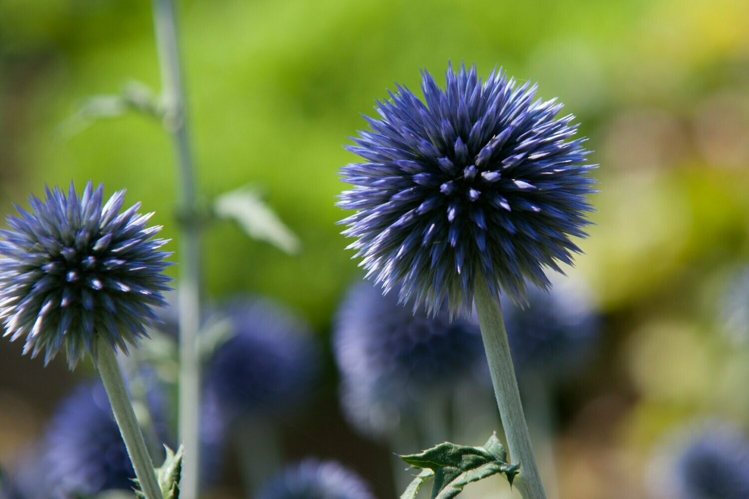 Echinops ritro
