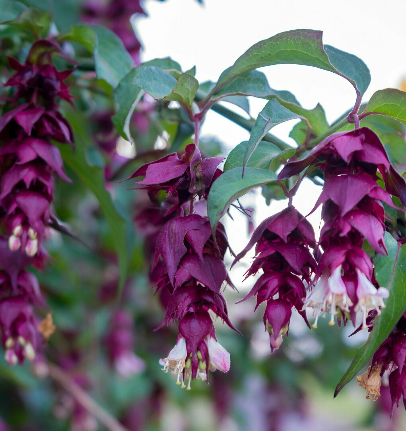 Leycesteria formosa