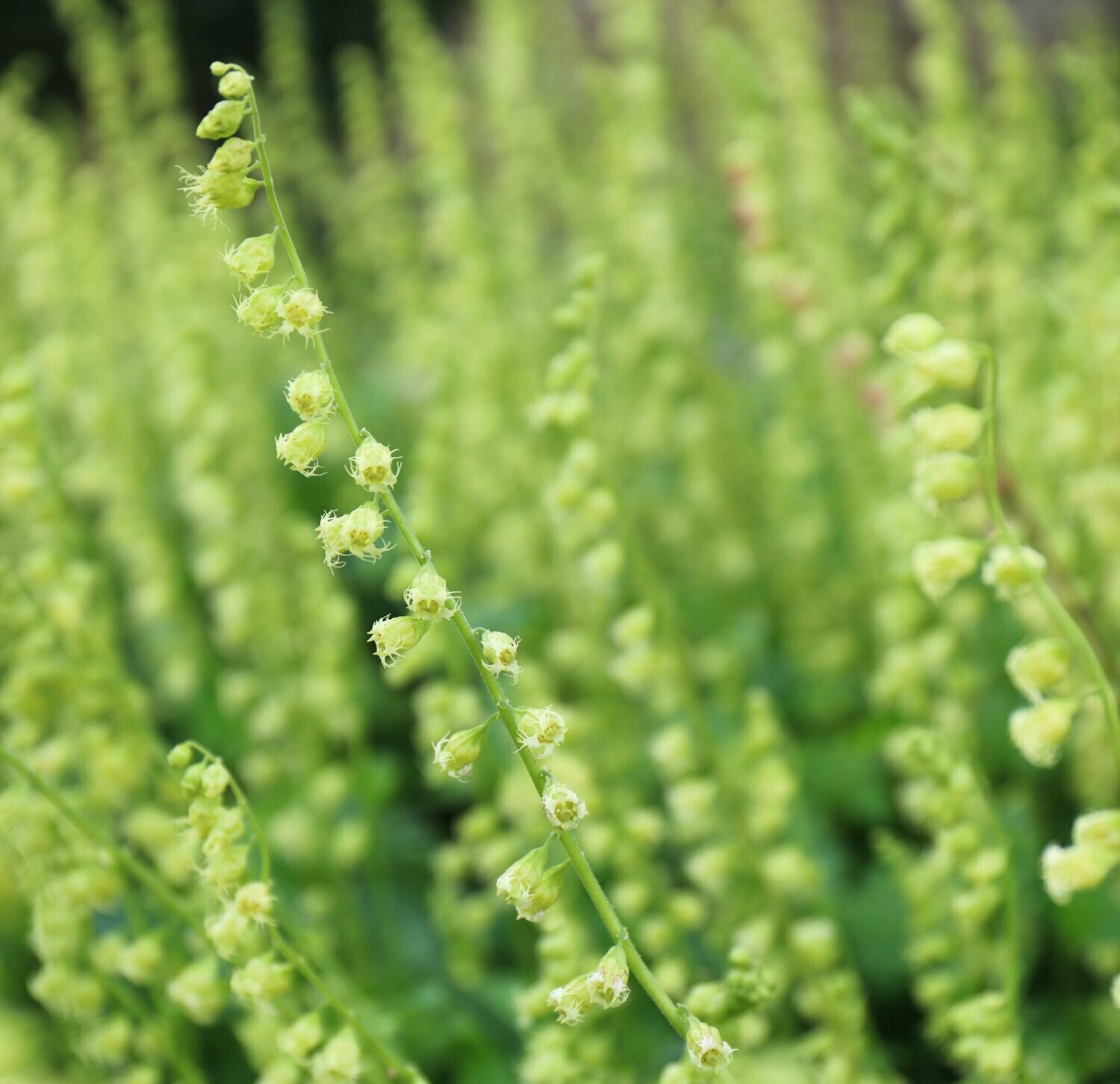 Tellima grandiflora 'Forest Frost"