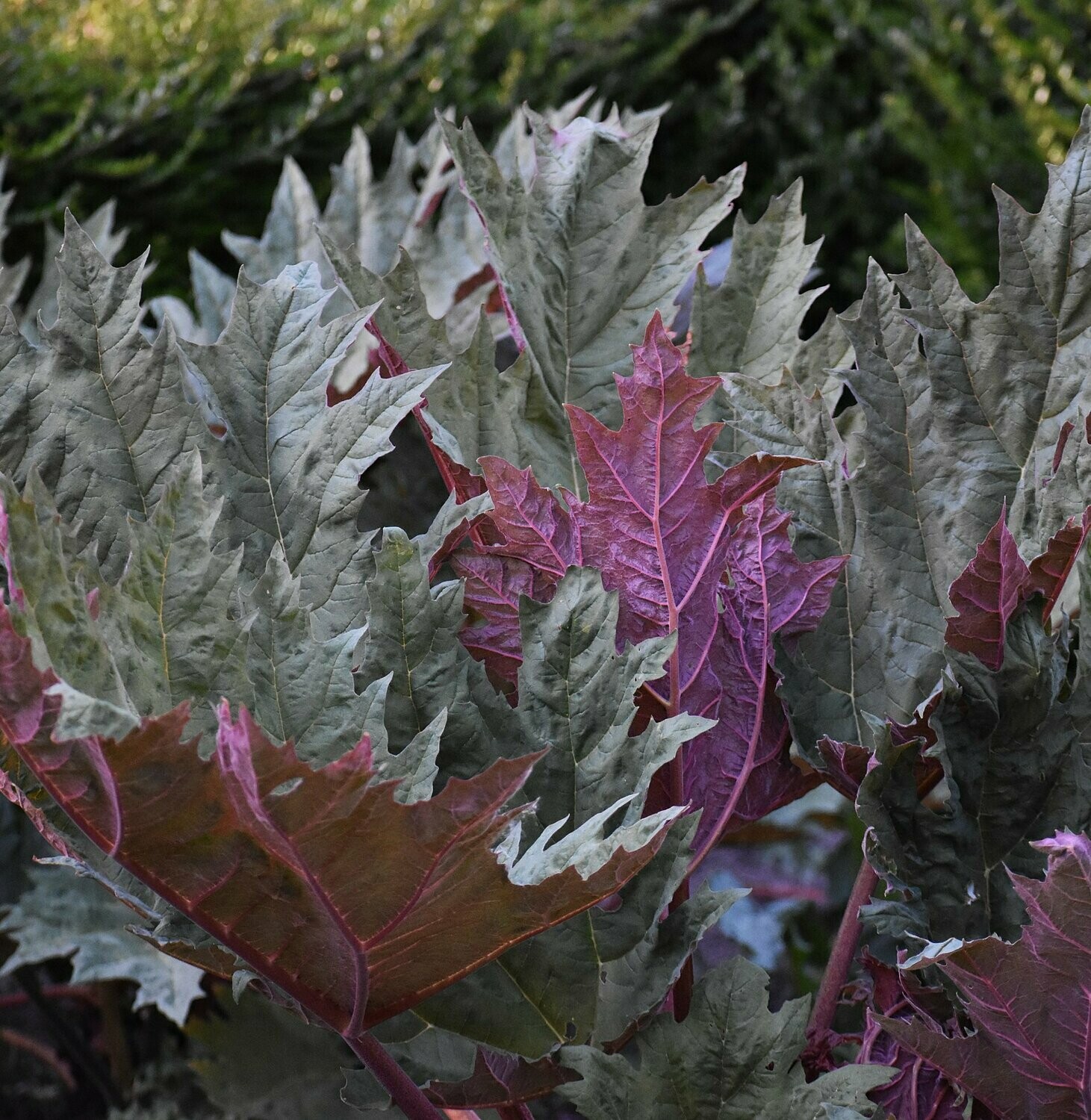 Rheum palmatum