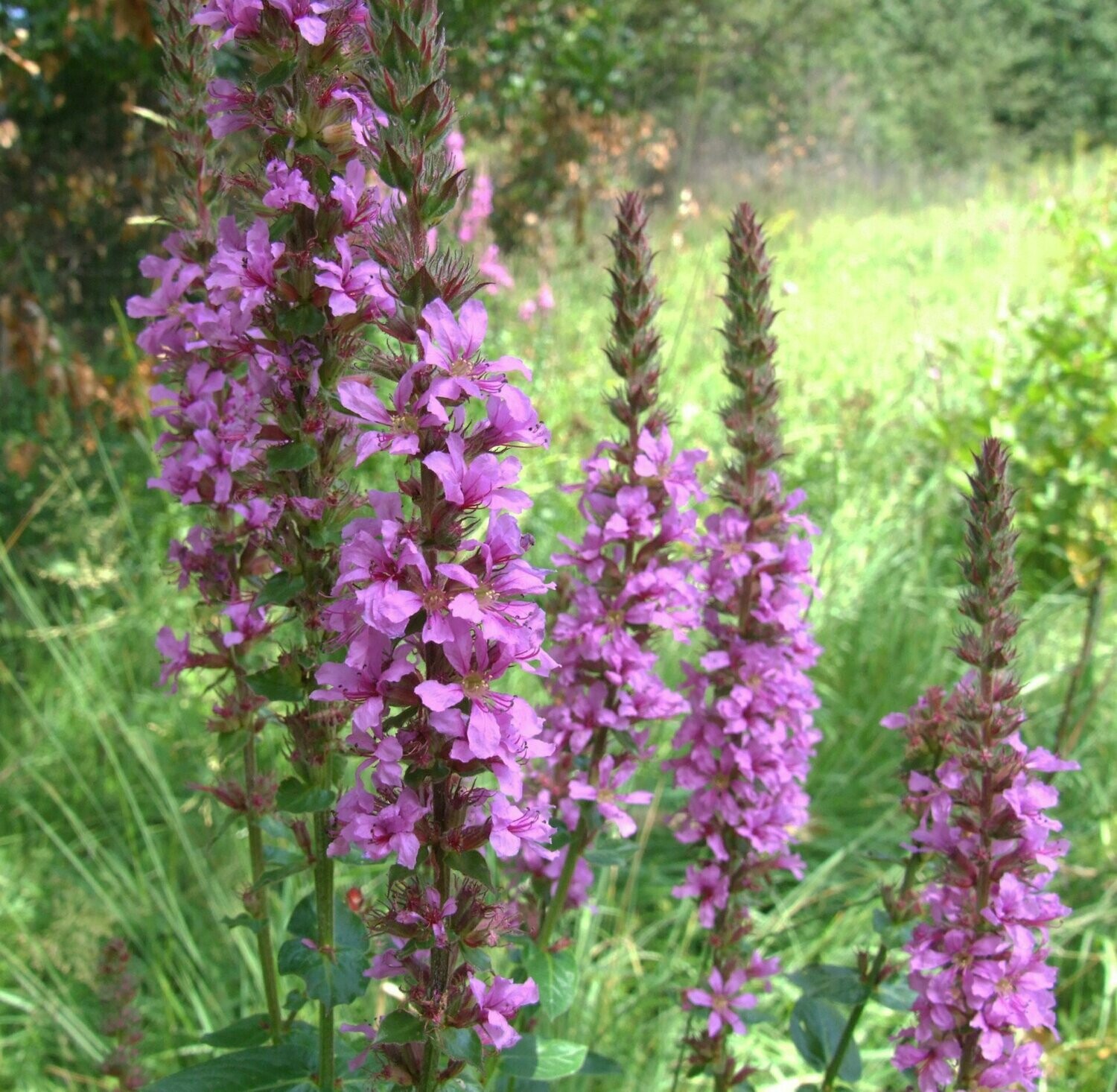Lythrum virgatum 'Rosy Gem'