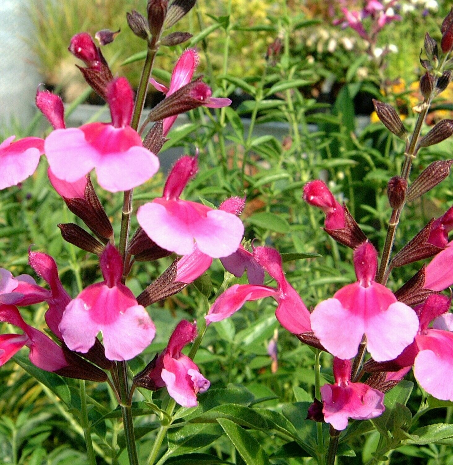 Salvia Greggii