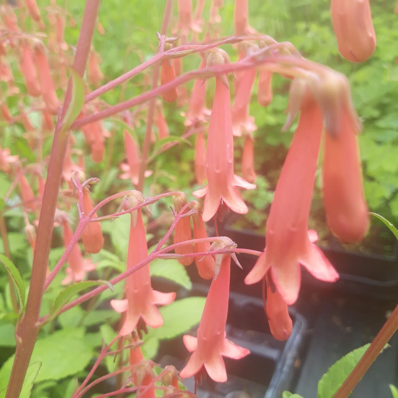 Phygelius 'African Queen'