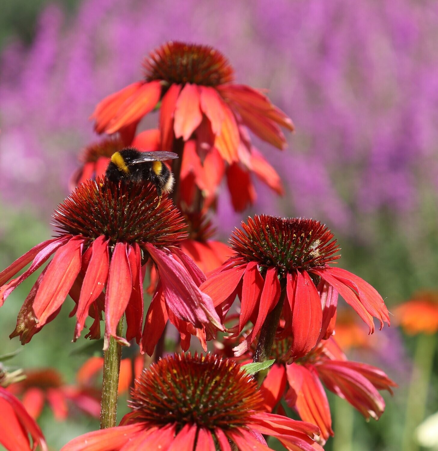 Echinacea hybrida 'Cheyenne Spirit'