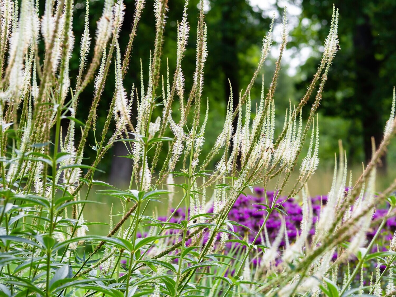 Veronicastrum virginicum 'alba'