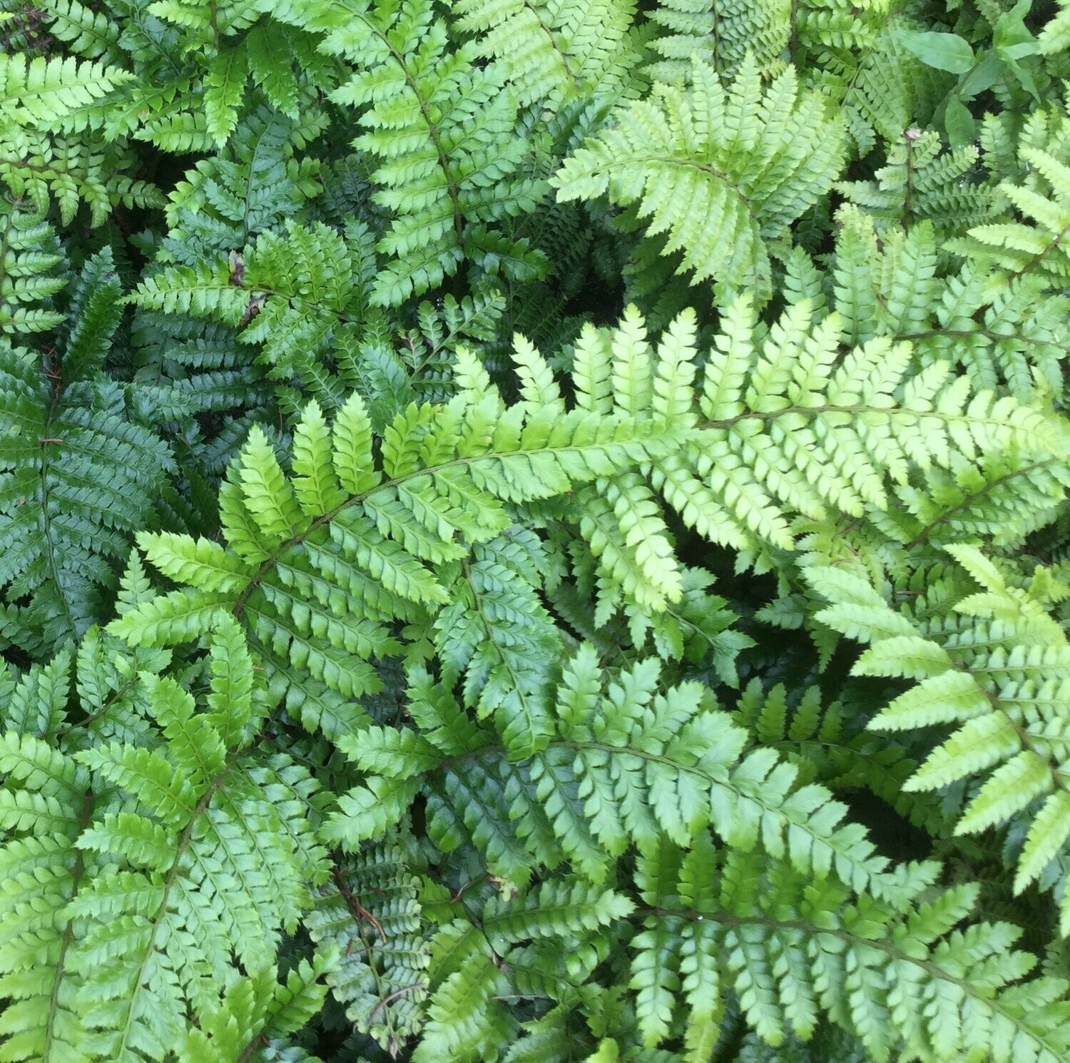 Polystichum polyblepharum