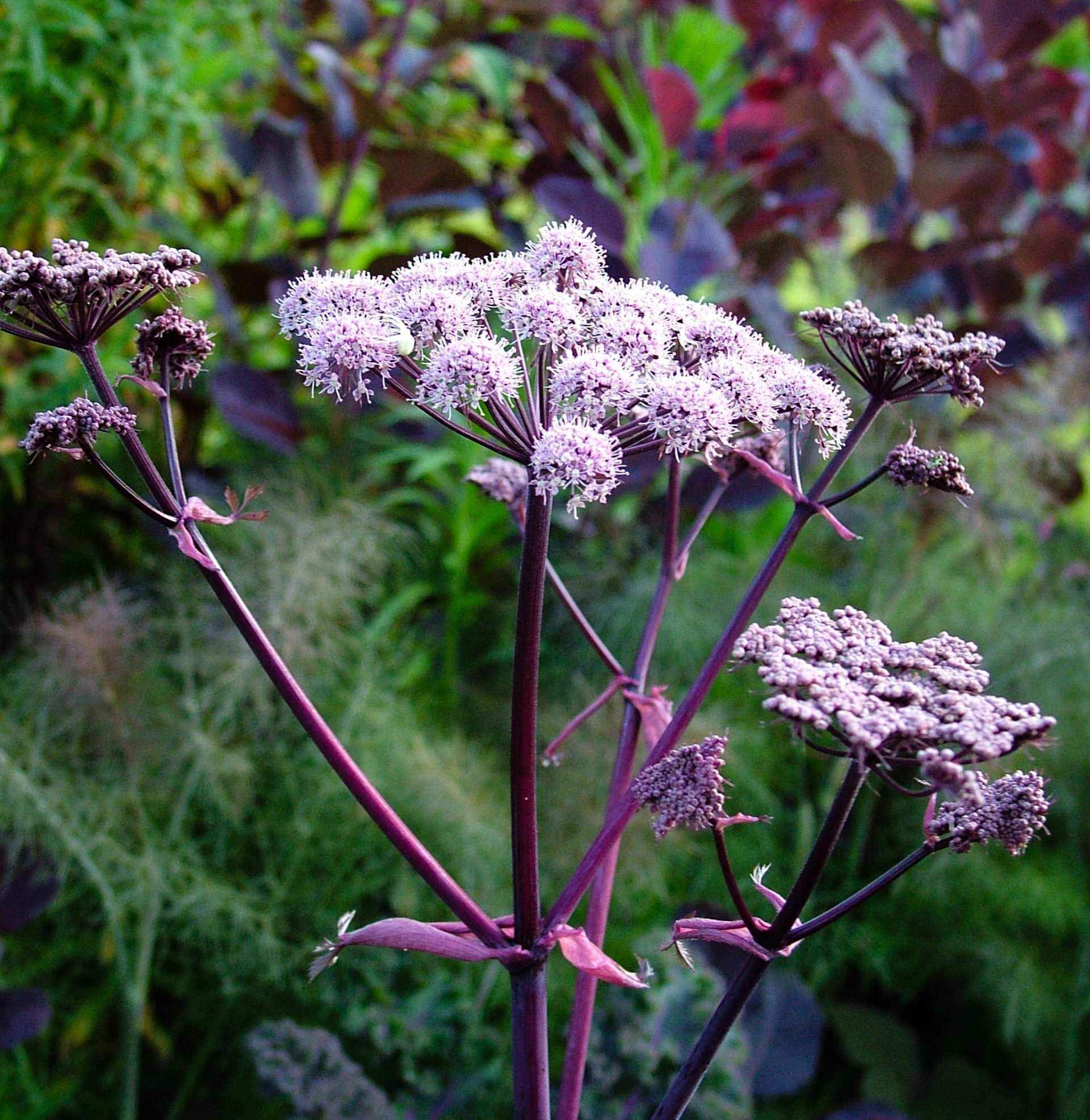 Umbellifers