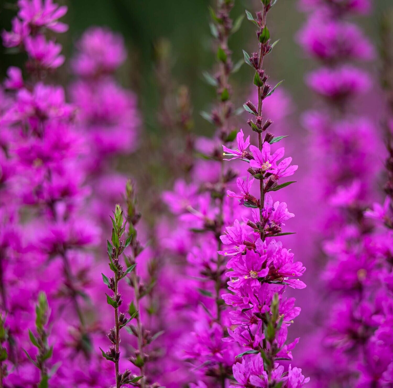 Lythrum virgatum 'Dropmore Purple'