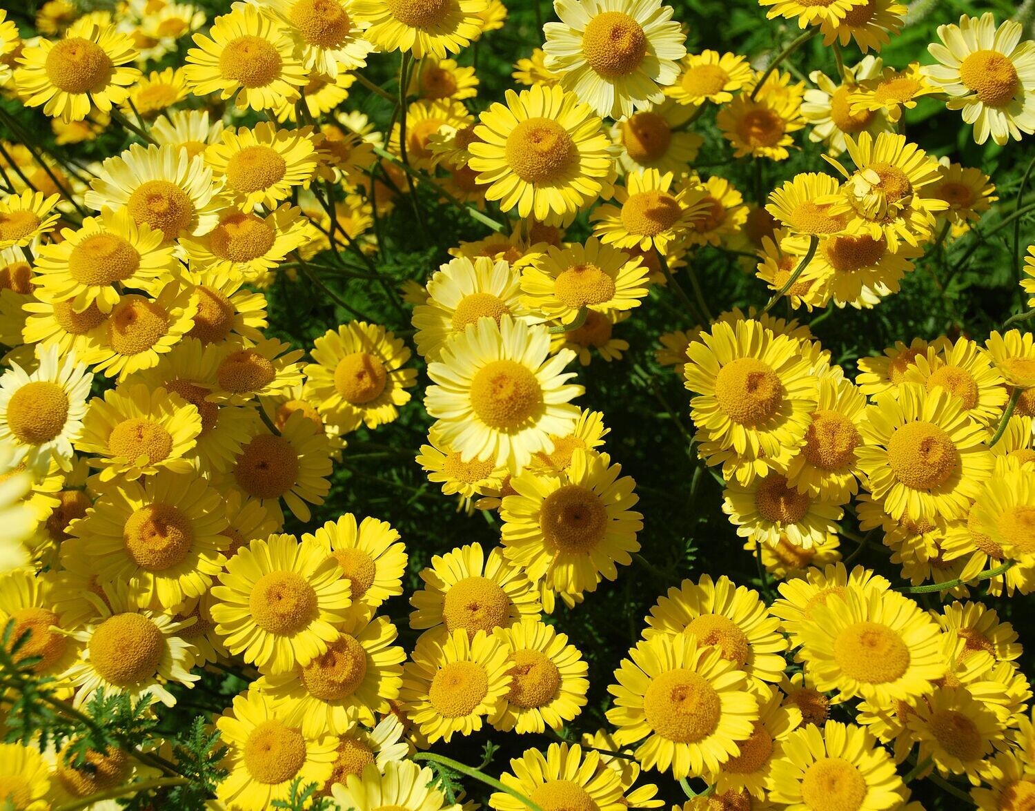 Anthemis tinctoria 'Kelwayii'