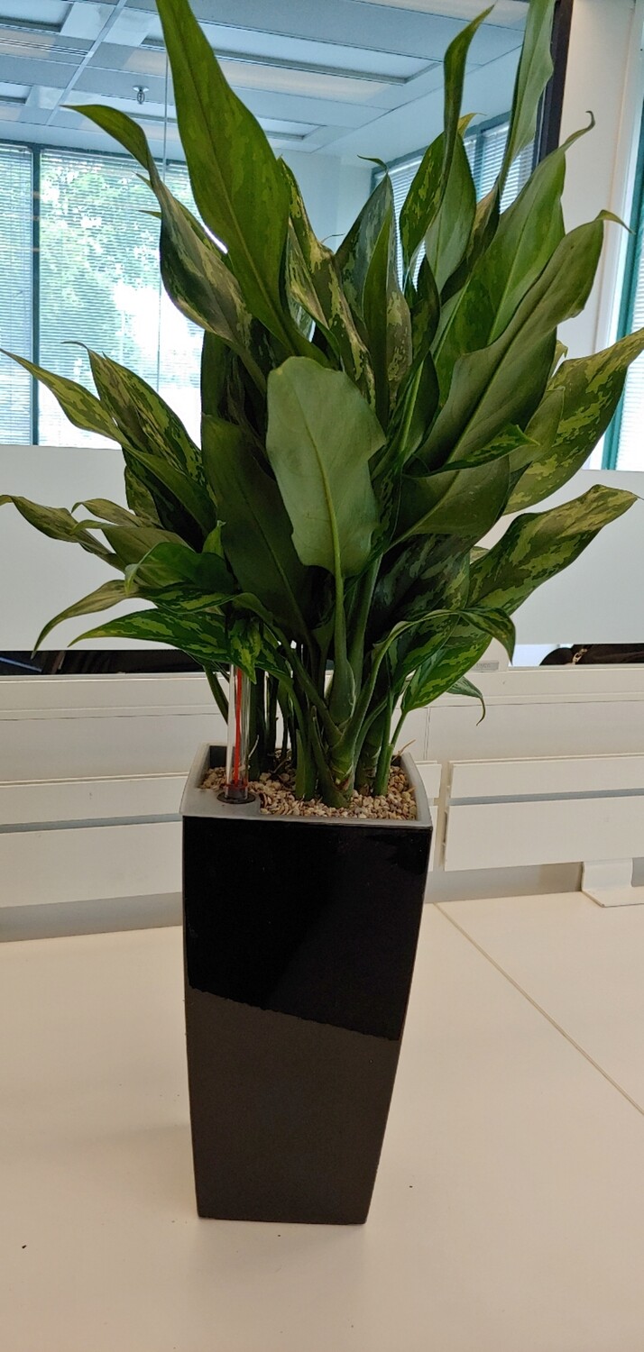 Aglo plant with self watering planter black