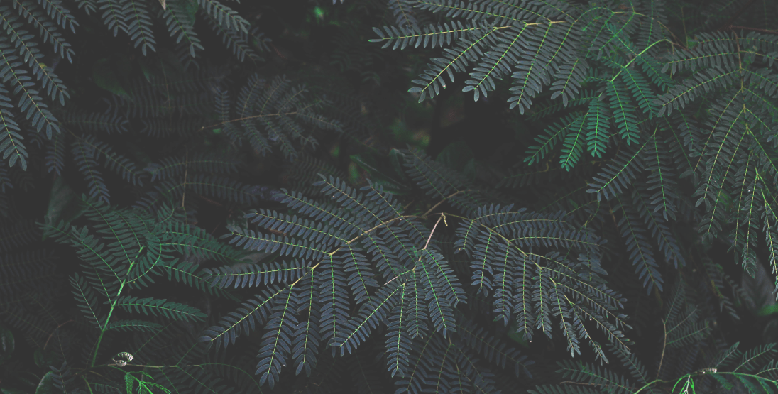 Dark Trees Table Skin-Table Wrap - Custom Tablecloths - We make any ...