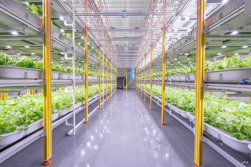 Plant Factory & Equipment