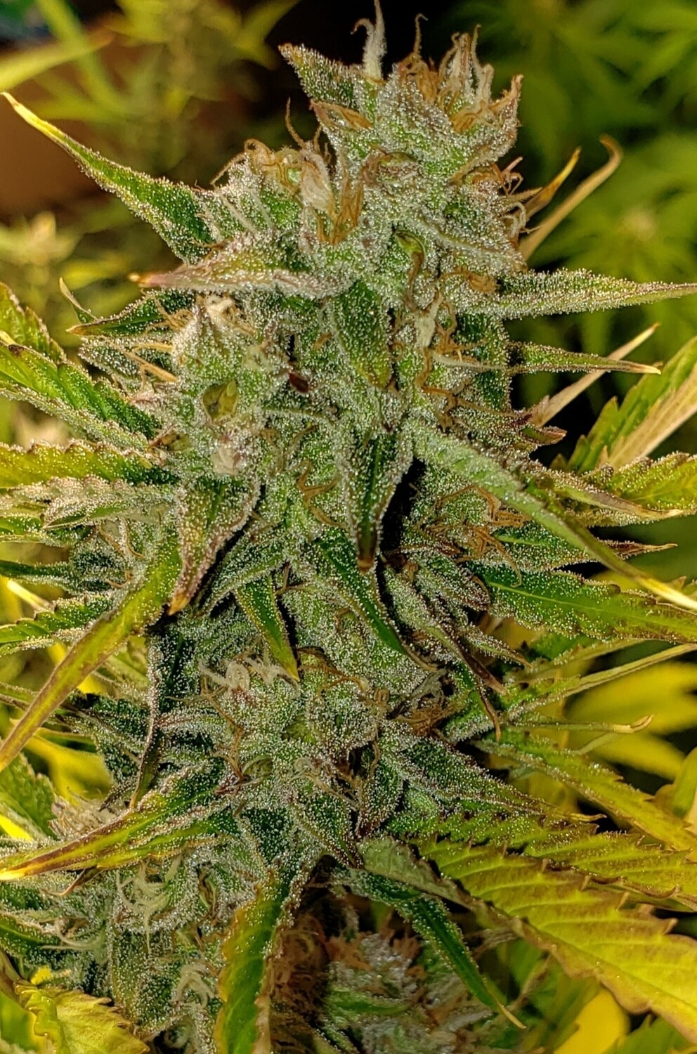 Feminized Autoflower Northern Lights Seeds