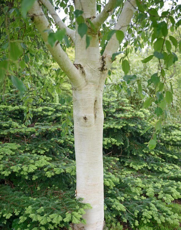 Jacquemontii Birch