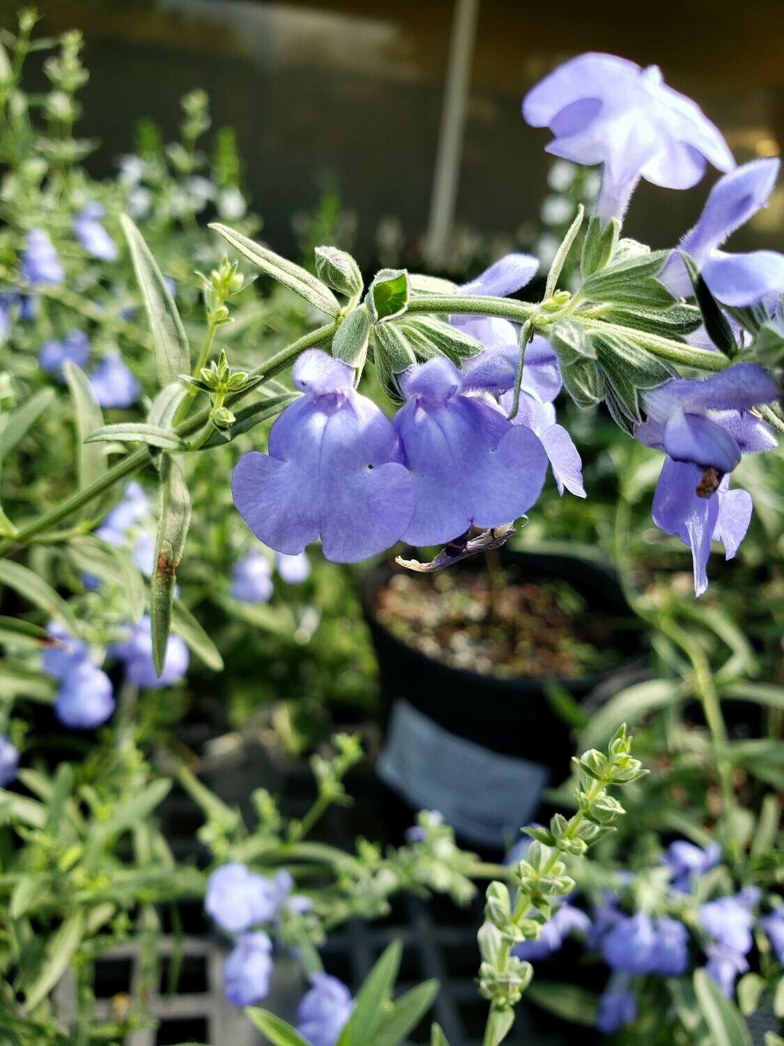 Buy Florida Friendly Plants - Largo and St. Petersburg