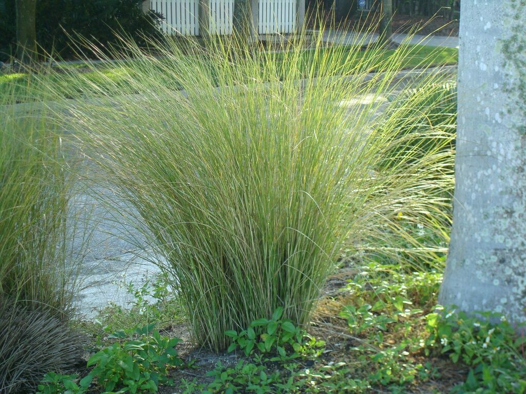 Buy Florida Friendly Plants - Largo and St. Petersburg