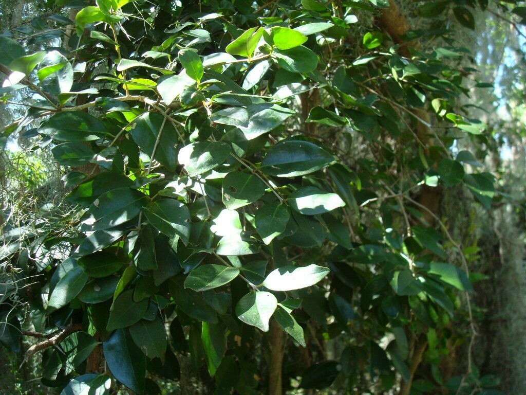 Buy Florida Friendly Plants - Largo and St. Petersburg