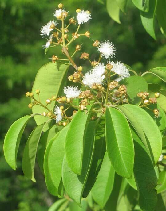 Buy Florida Friendly Plants - Largo and St. Petersburg