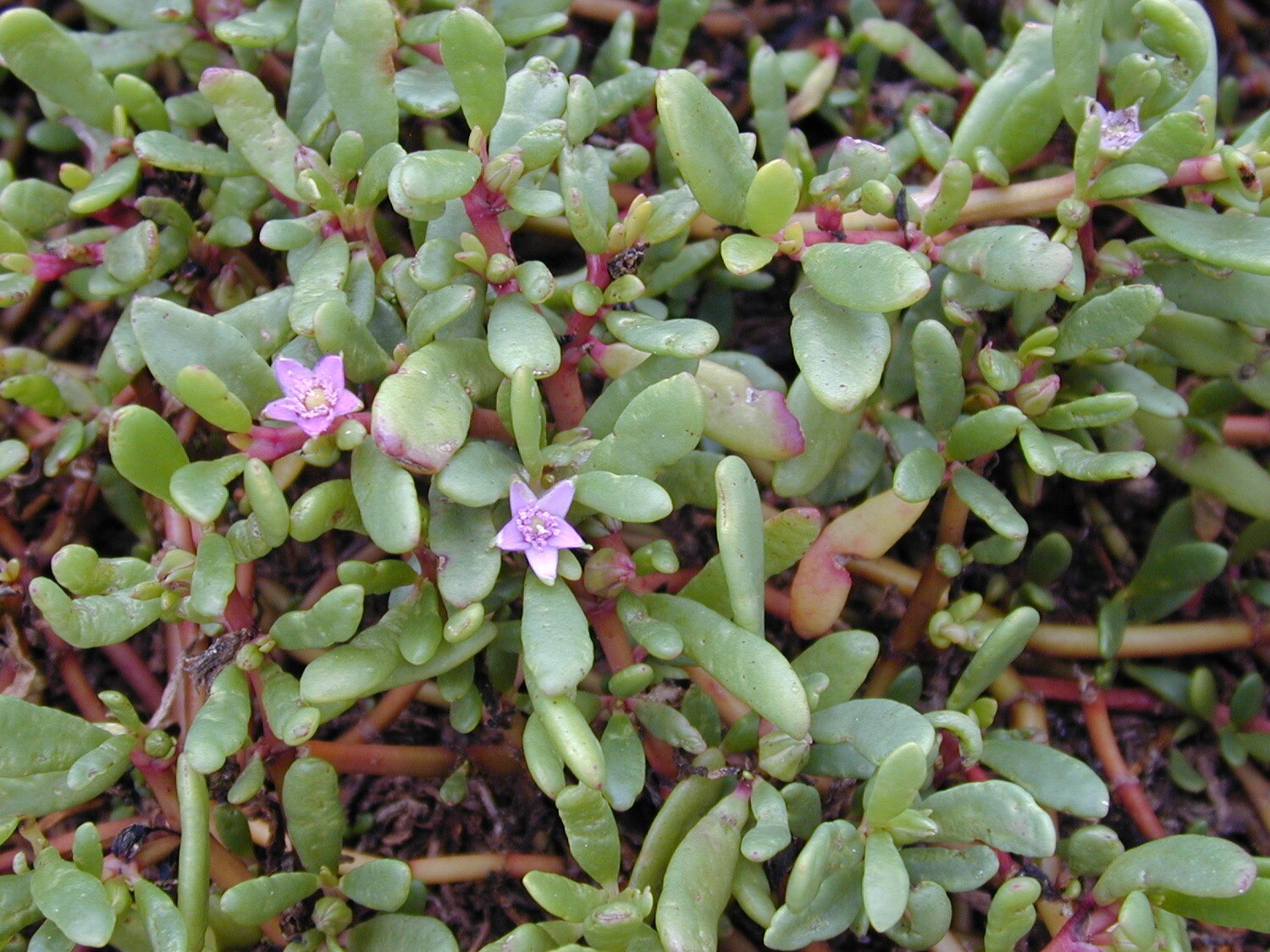 Sea Purslane | Buy Florida Friendly Plants - Largo and St. Petersburg
