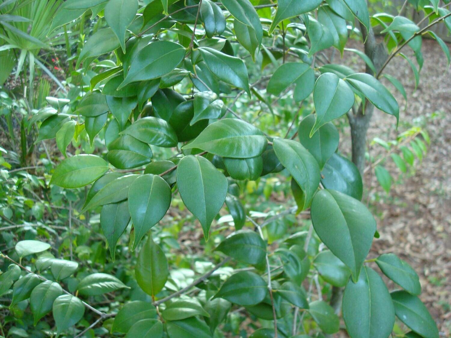 Buy Florida Friendly Plants - Largo and St. Petersburg