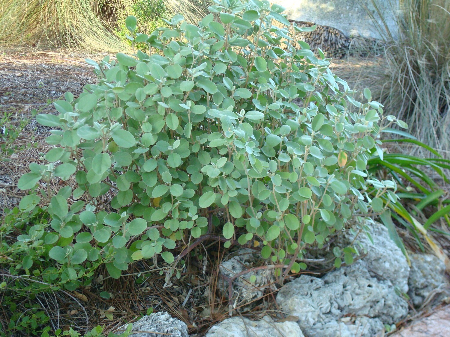 Buy Florida Friendly Plants - Largo and St. Petersburg